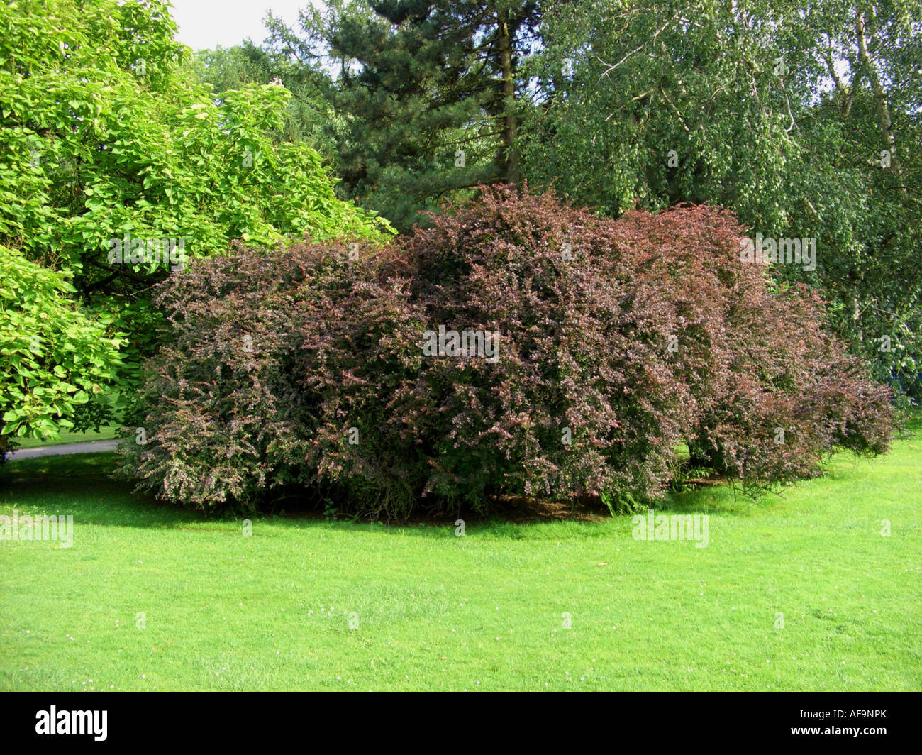 Japanese barberry (Berberis thunbergii var. atropurpurea, Berberis ...