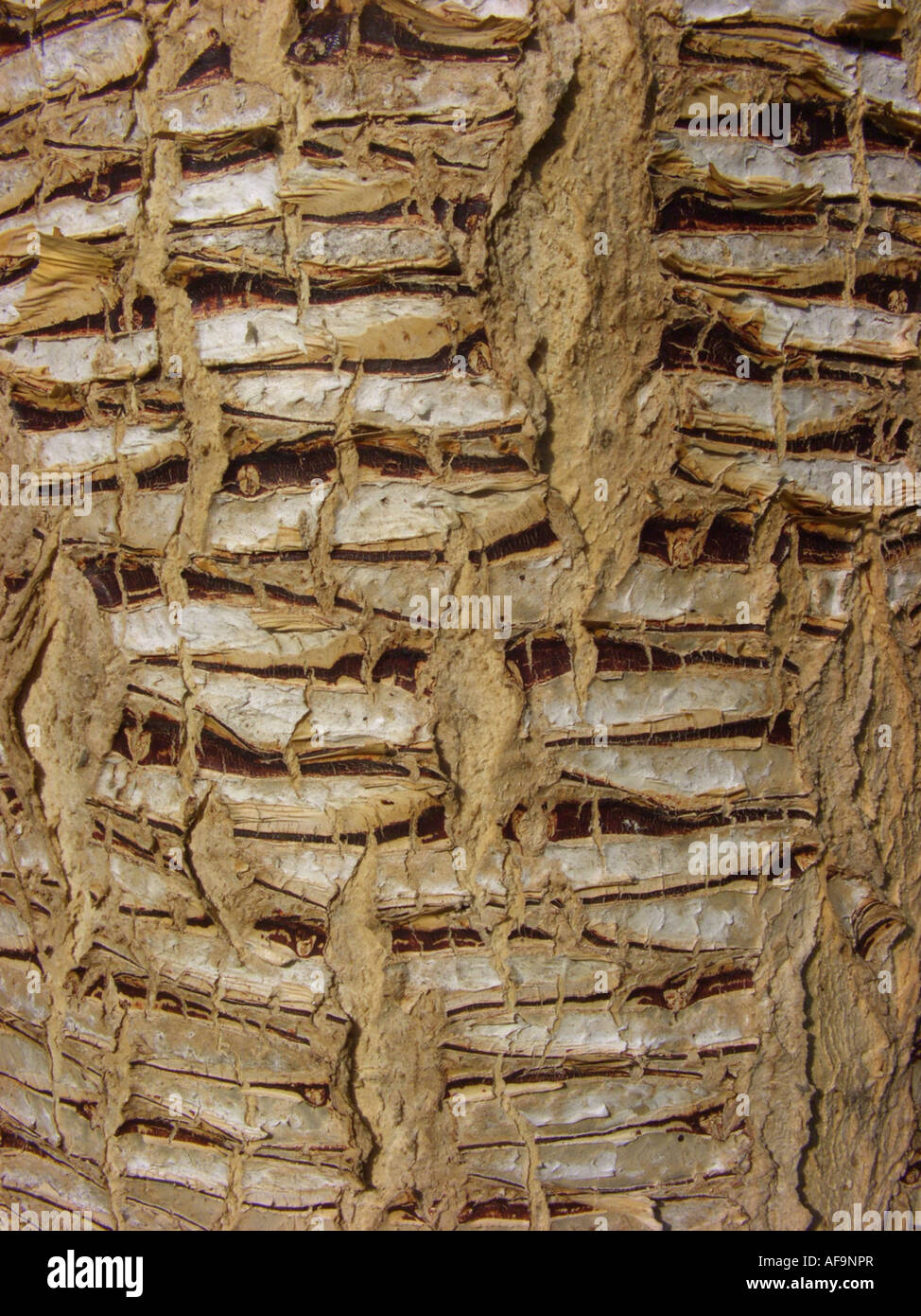 Dragon's blood tree detail hi-res stock photography and images - Alamy