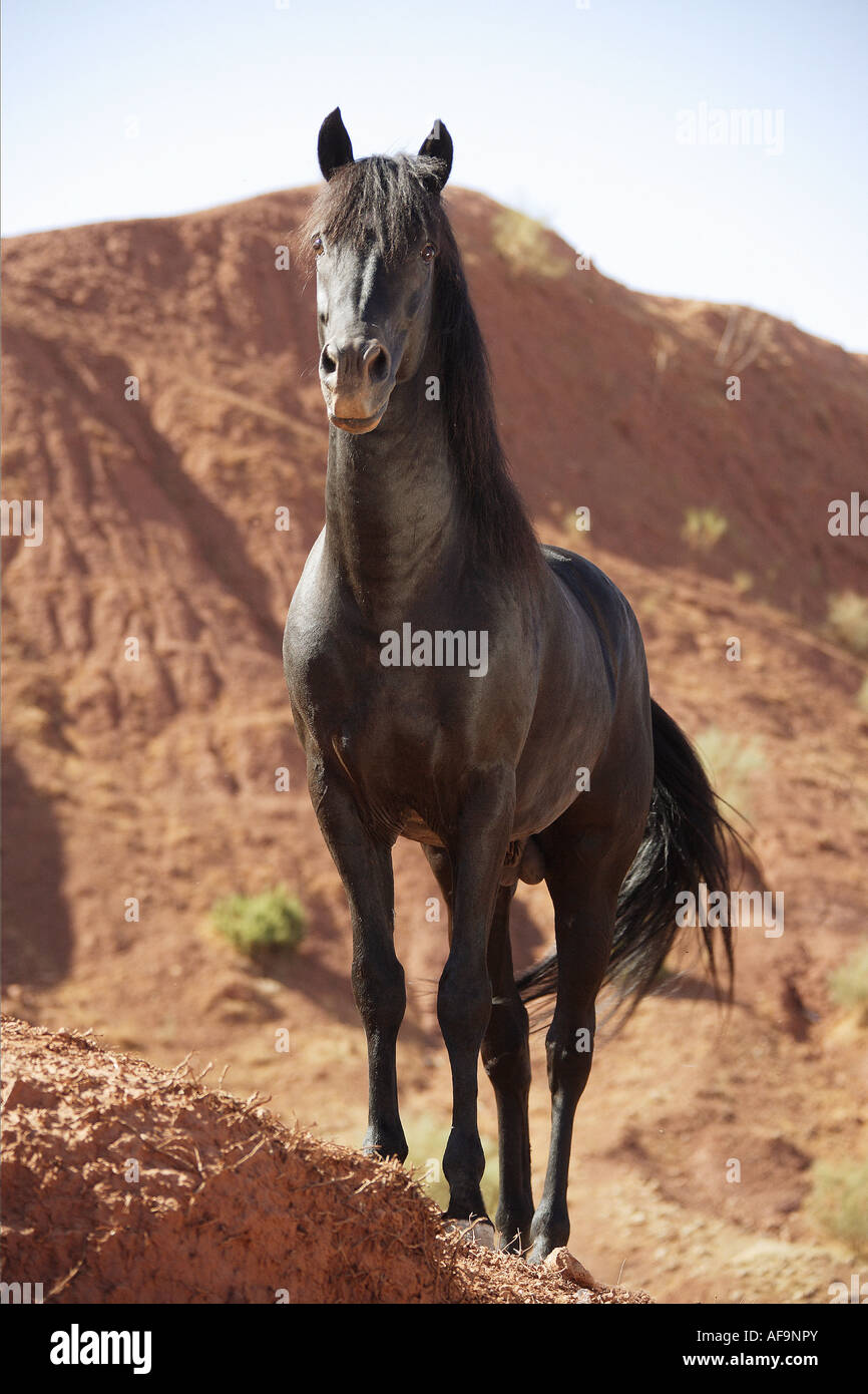 Arab-Barb - standing Stock Photo - Alamy