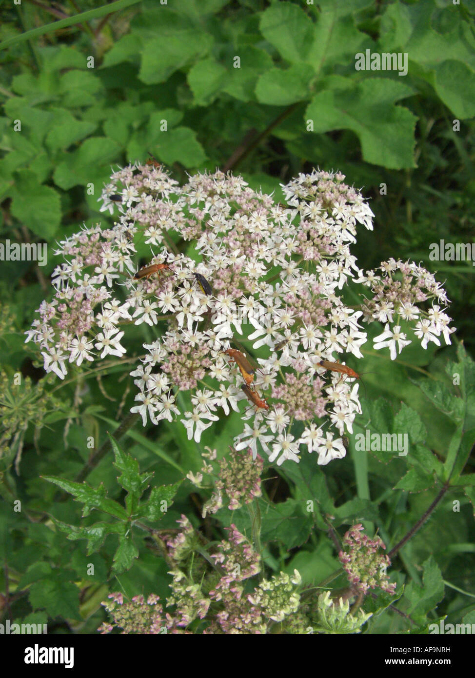cow parsnip, hogweed, American cow-parsnip (Heracleum sphondylium ...
