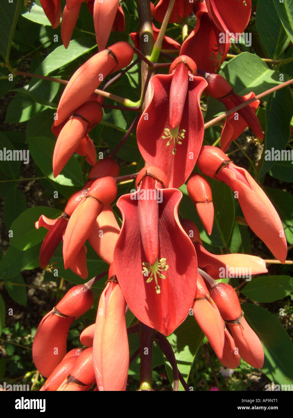 cockspur coral tree, crying baby (Erythrina crista-gallii), flowers ...