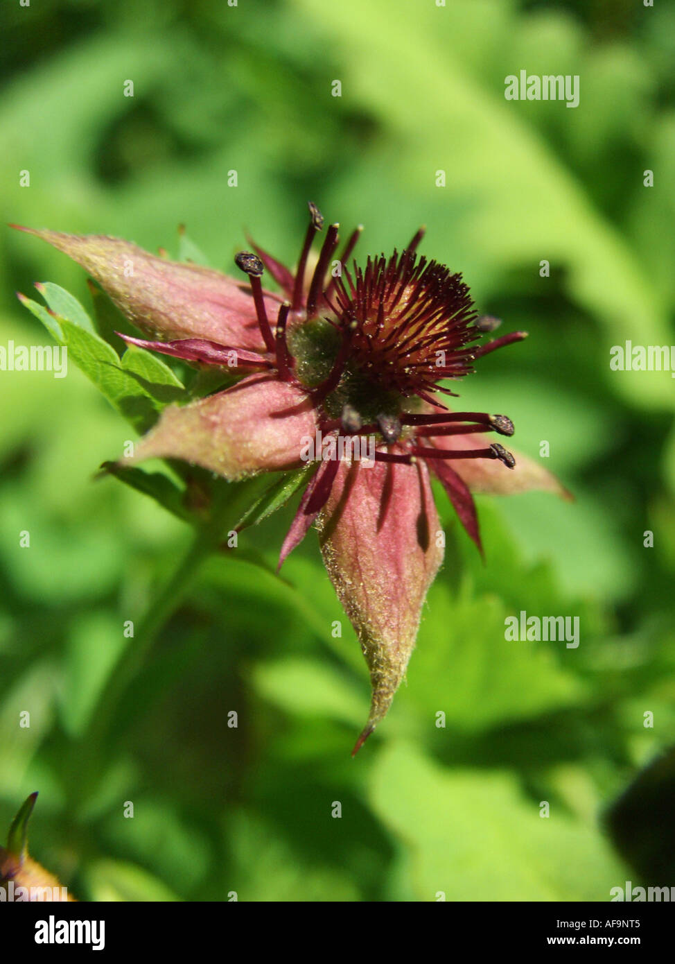 Potentilla palustris hi-res stock photography and images - Alamy