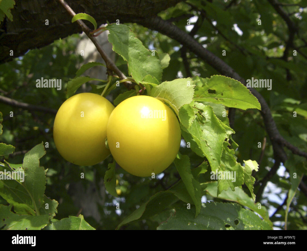 Fruitsdrupe hi-res stock photography and images - Alamy