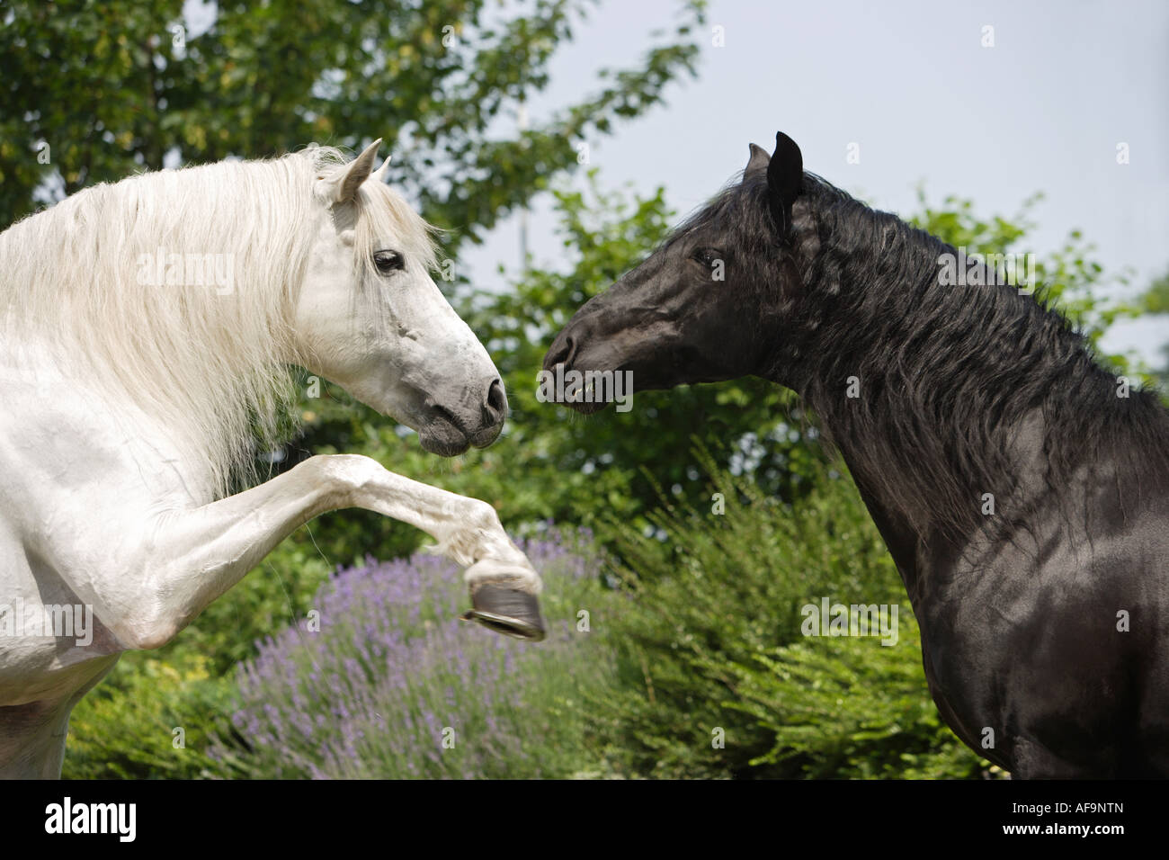two Andalusian horses - portrait Stock Photo - Alamy