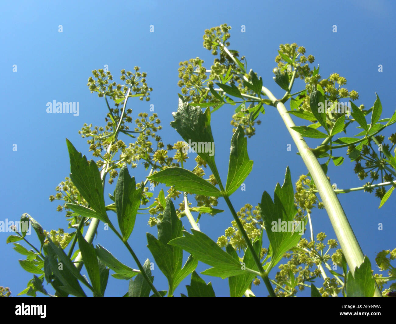 garden lovage, bladder seed (Levisticum officinale), blooming plant ...