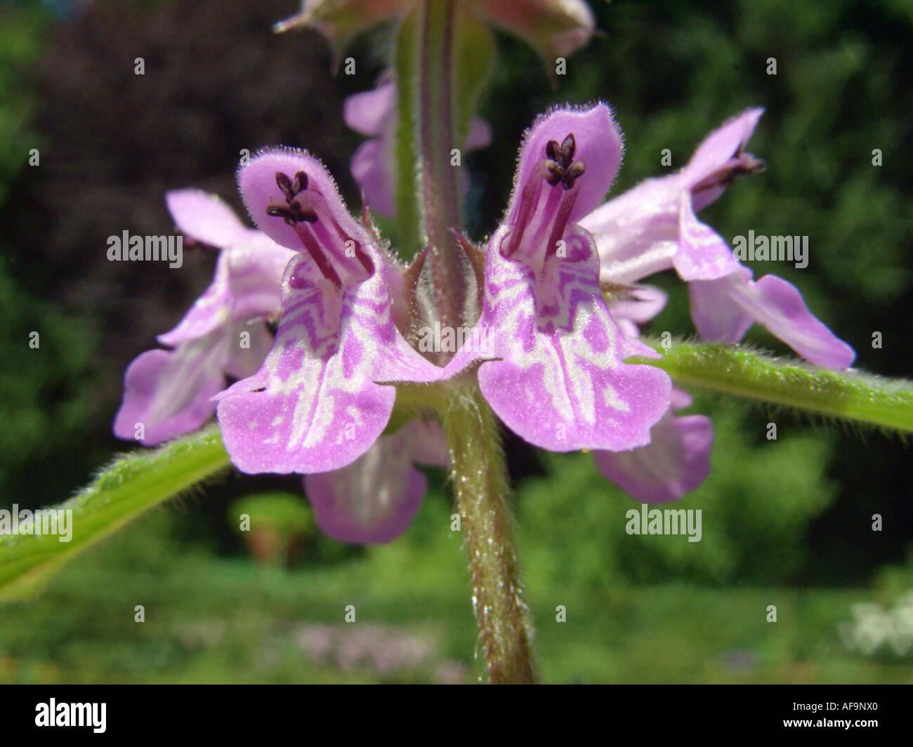 Marsh Hedge Nettle Stachys Palustris High Resolution Stock Photography ...