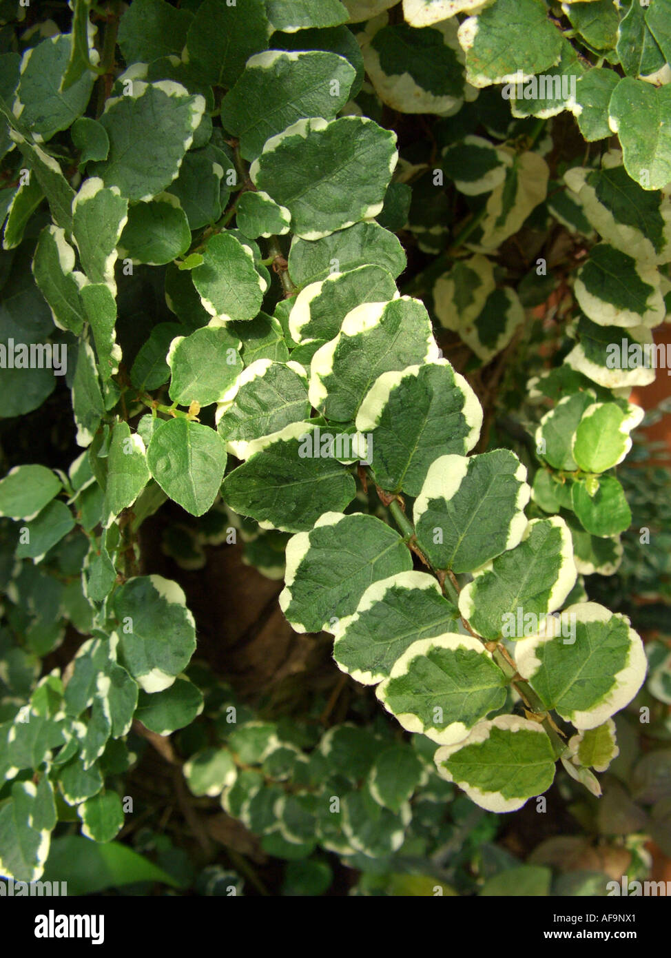 Creeping Fig, Fig Vine (Ficus pumila), cv. Sonny, twig Stock Photo - Alamy