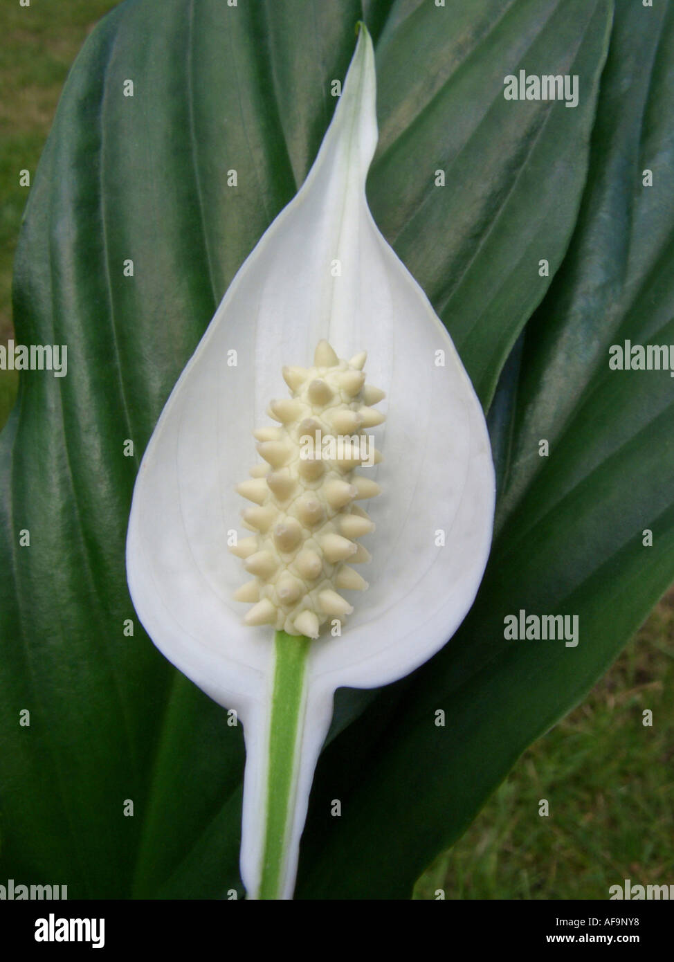 Spathiphyllum (Spathiphyllum wallisii), inflorescence with white spathe ...