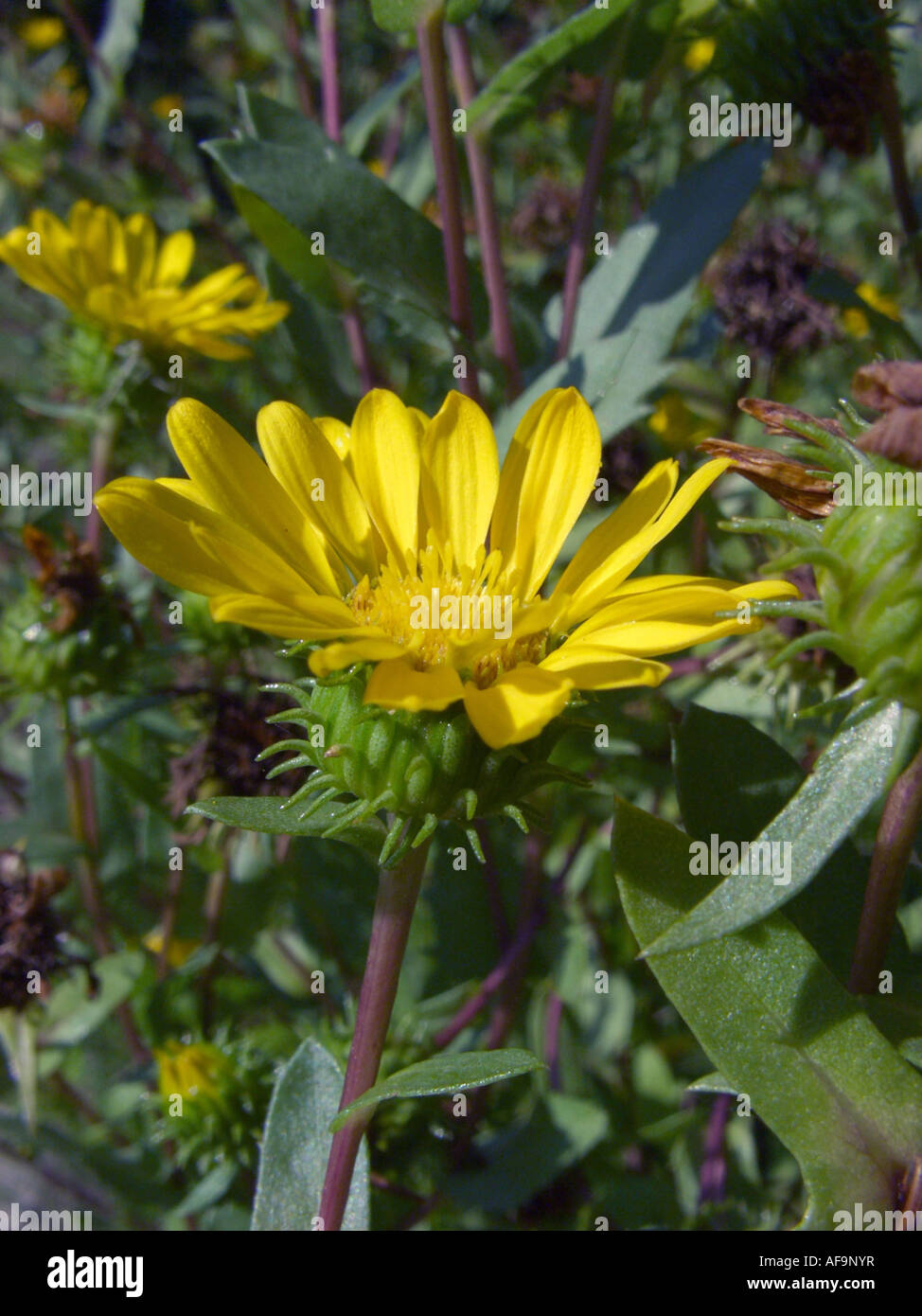 Curlycup gumweed hi-res stock photography and images - Alamy