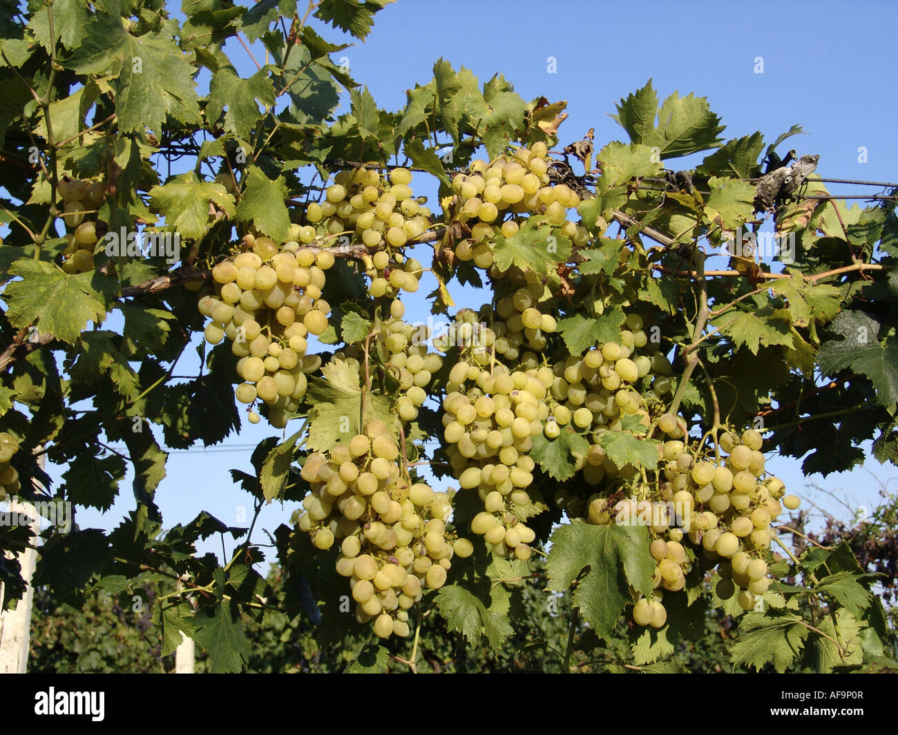 M Vitis Vinifera High Resolution Stock Photography and Images - Alamy