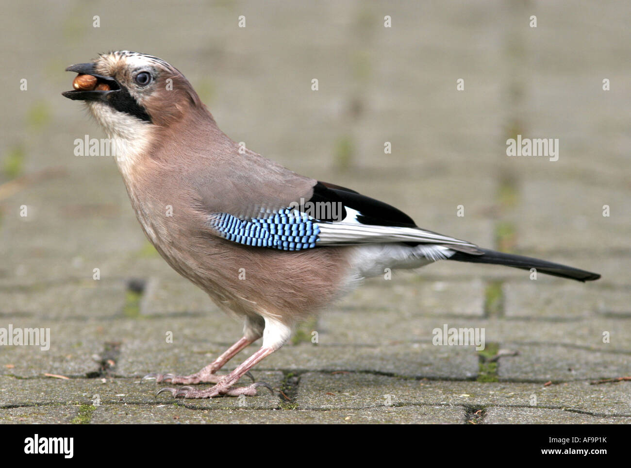 jay (Garrulus glandarius), nuts in its bill, Germany Stock Photo - Alamy