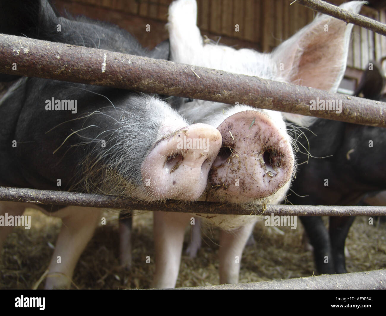 domestic pig (Sus scrofa f. domestica), looking out of piggery, Germany ...