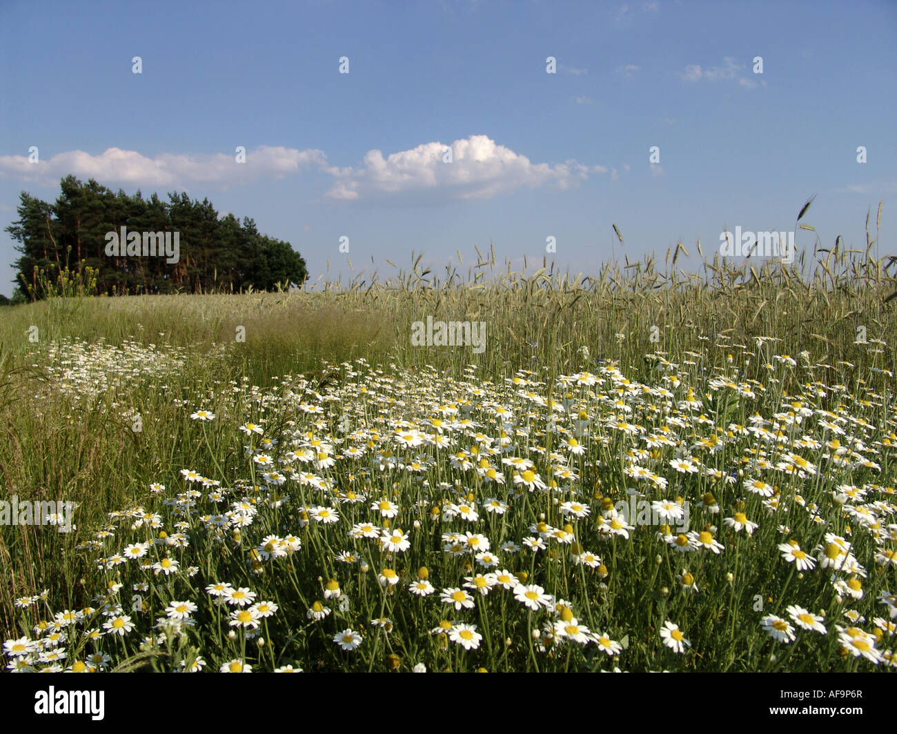 scentless mayweed, scentless chamomile (Tripleurospermum perforatum ...