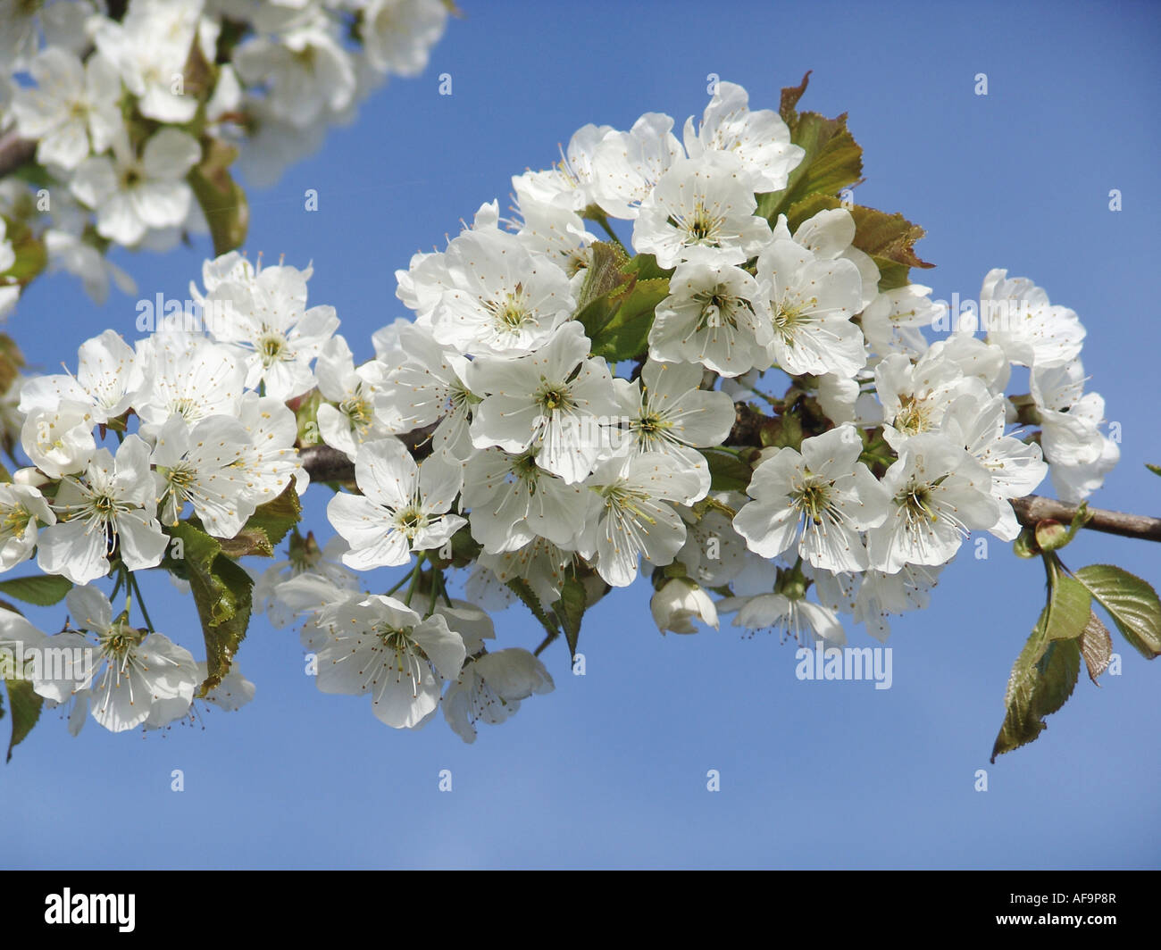 wild cherry, sweet cherry, gean, mazzard (Prunus avium), blooming ...