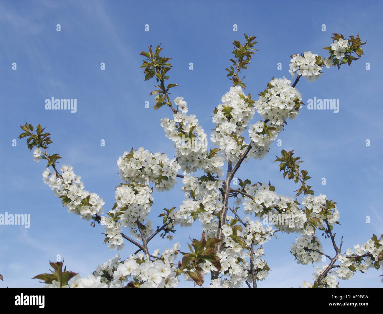wild cherry, sweet cherry, gean, mazzard (Prunus avium), blooming ...