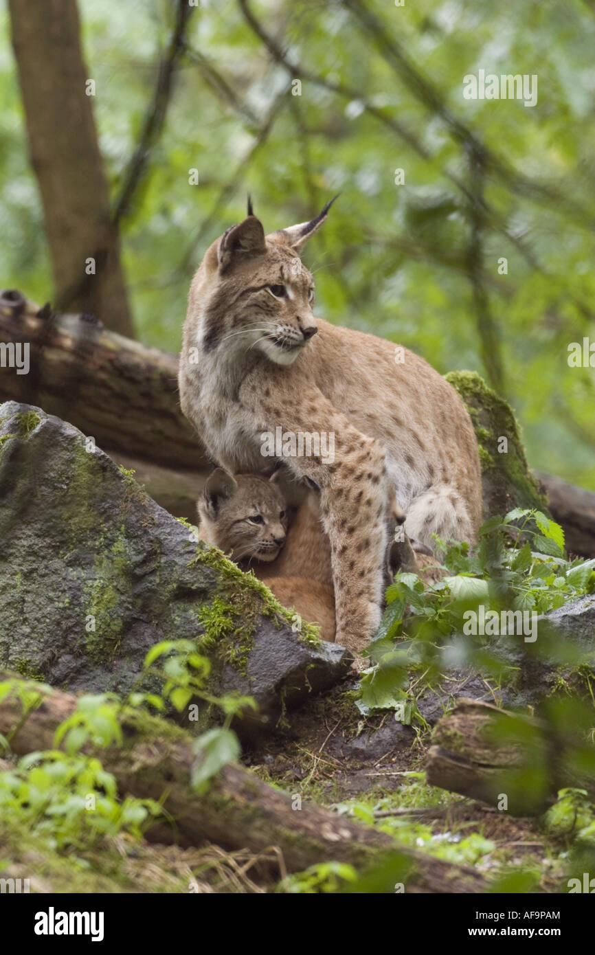 Eurasian lynx (Lynx lynx), mother with her pups, Germany Stock Photo ...