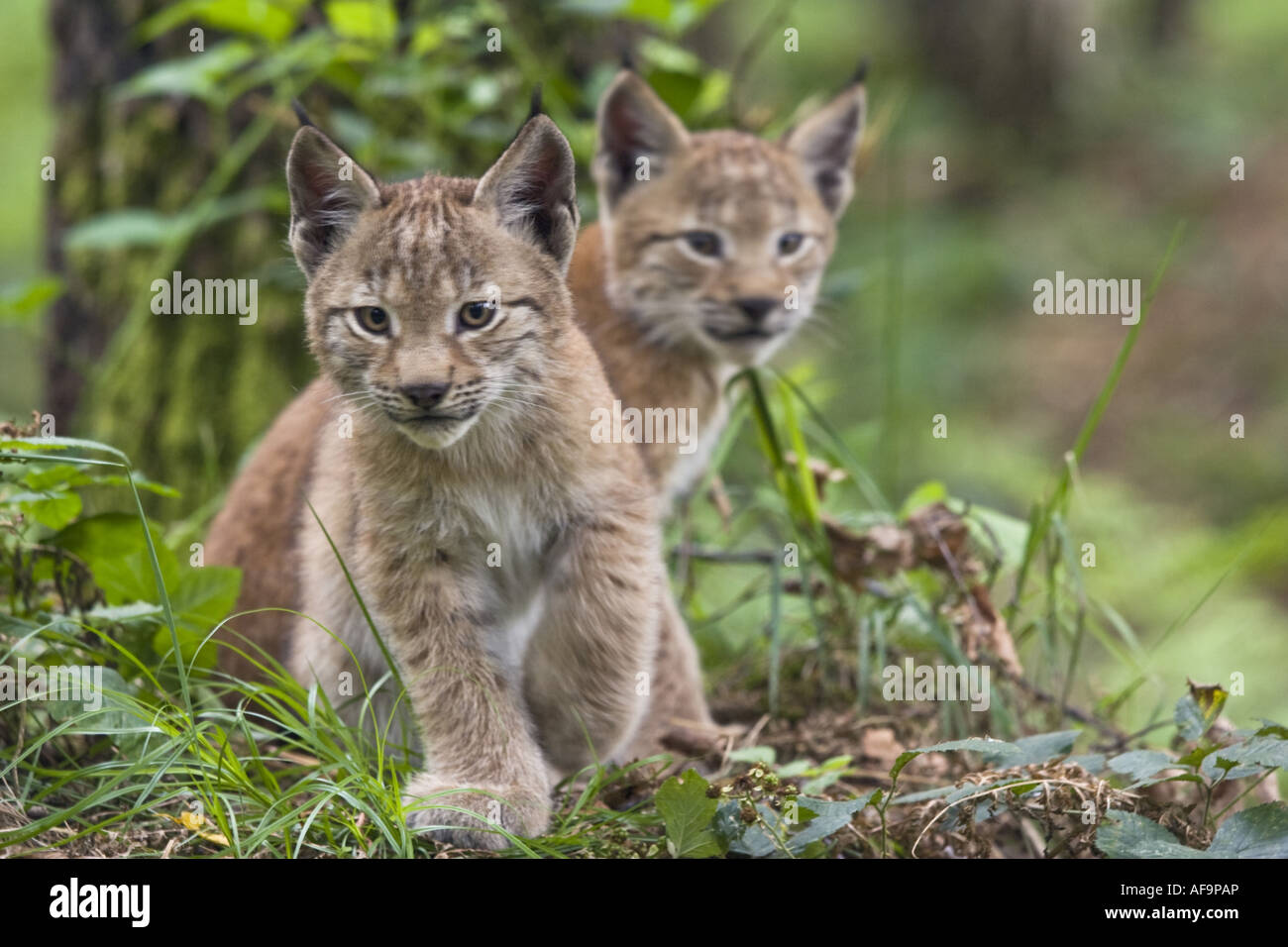 Eurasian lynx (Lynx lynx), two pups, siblings, Germany Stock Photo - Alamy