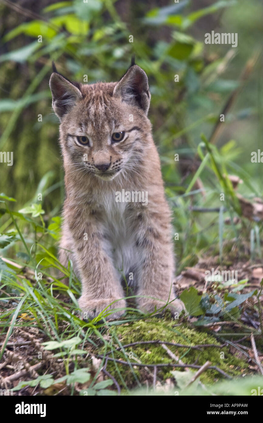 Eurasian lynx (Lynx lynx), pup looking scared, Germany Stock Photo - Alamy