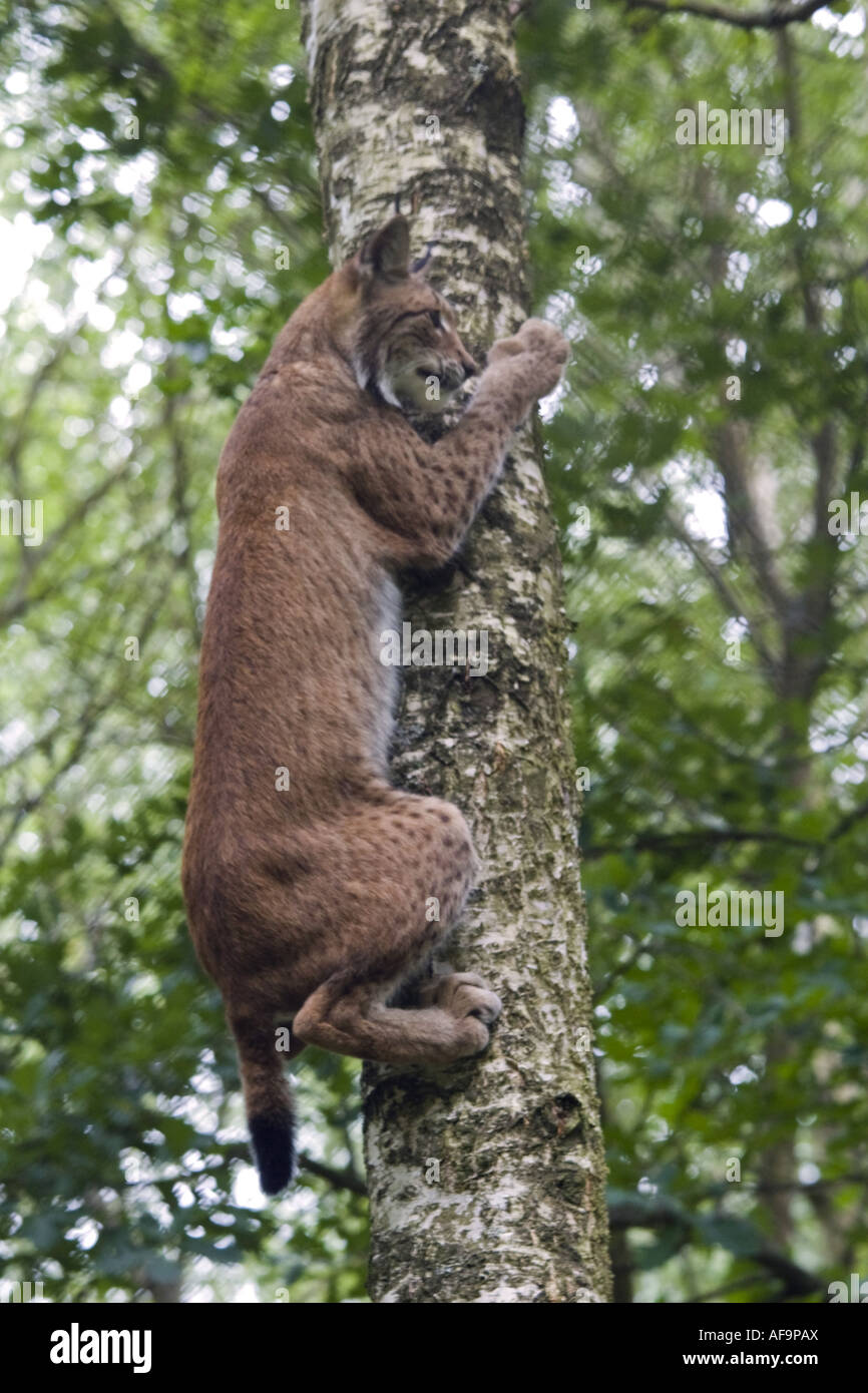 Eurasian lynx (Lynx lynx), climbing on a tree, Germany Stock Photo - Alamy