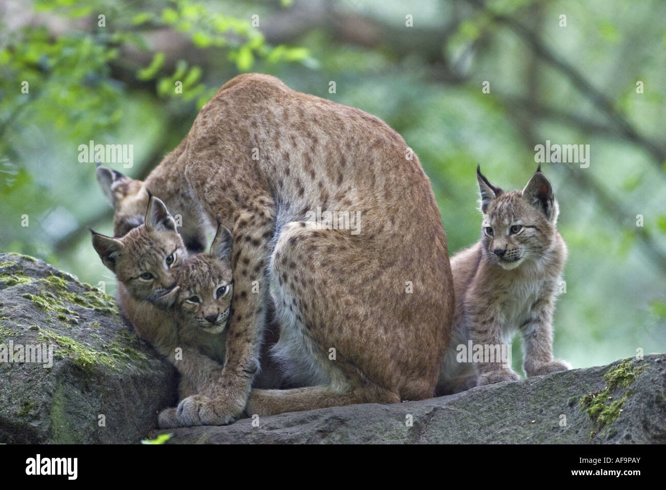 Eurasian lynx (Lynx lynx), mother with her three pups, Germany Stock ...