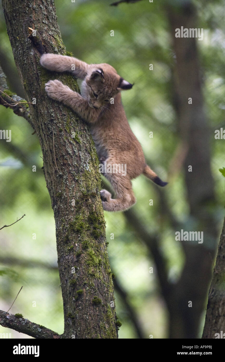 Eurasian lynx (Lynx lynx), pup climbing on a tree, Germany Stock Photo ...