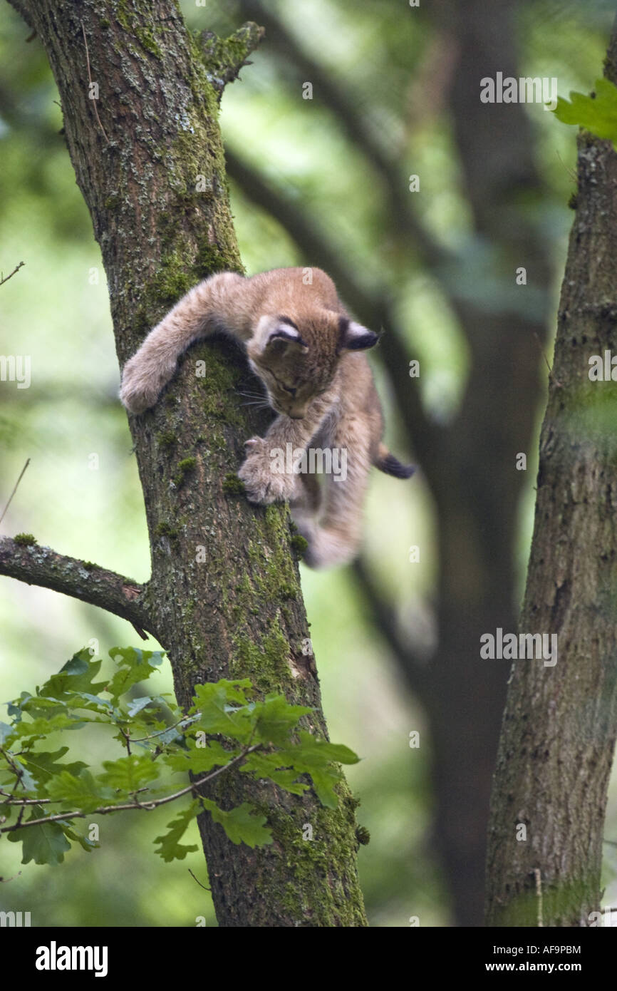 Eurasian lynx (Lynx lynx), pup climbing downward a tree, Germany Stock ...