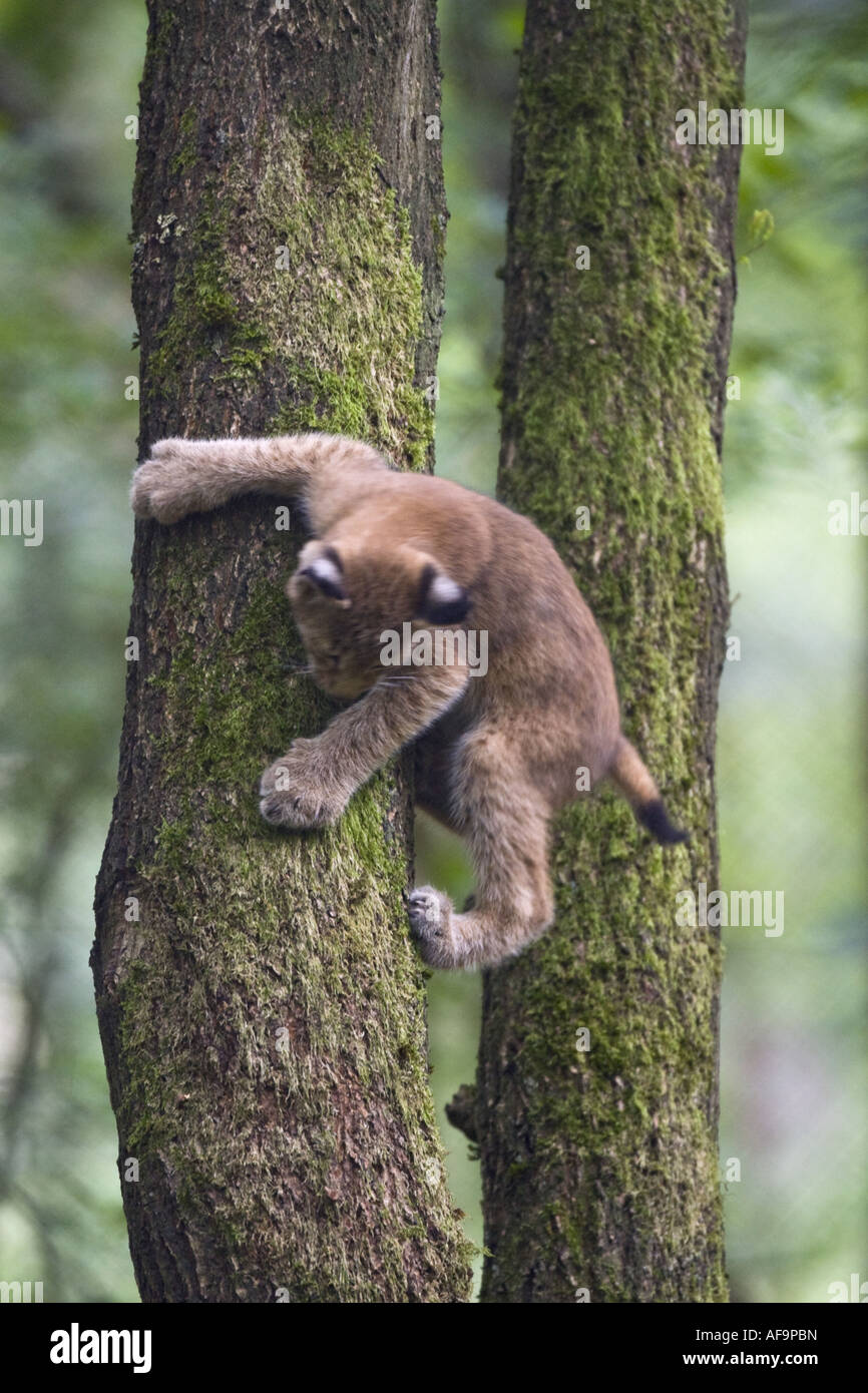 Eurasian lynx (Lynx lynx), pup climbing downward a tree, Germany Stock ...