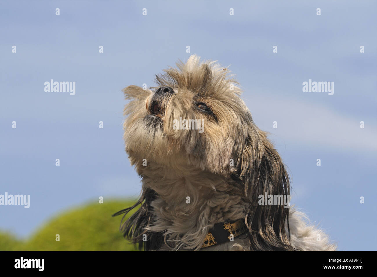 Shih Tzu (Canis lupus f. familiaris), barking single animal Stock Photo ...
