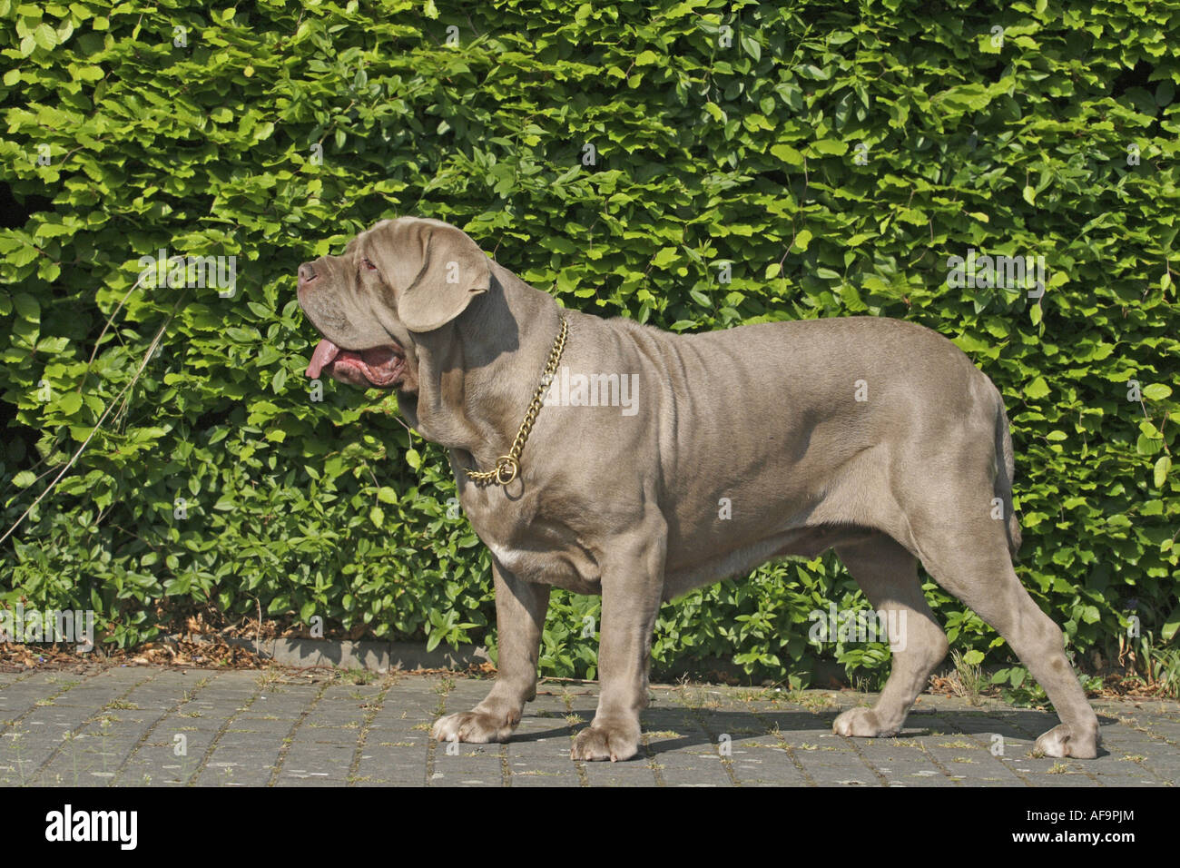 Neapolitan breed hi-res stock photography and images - Alamy