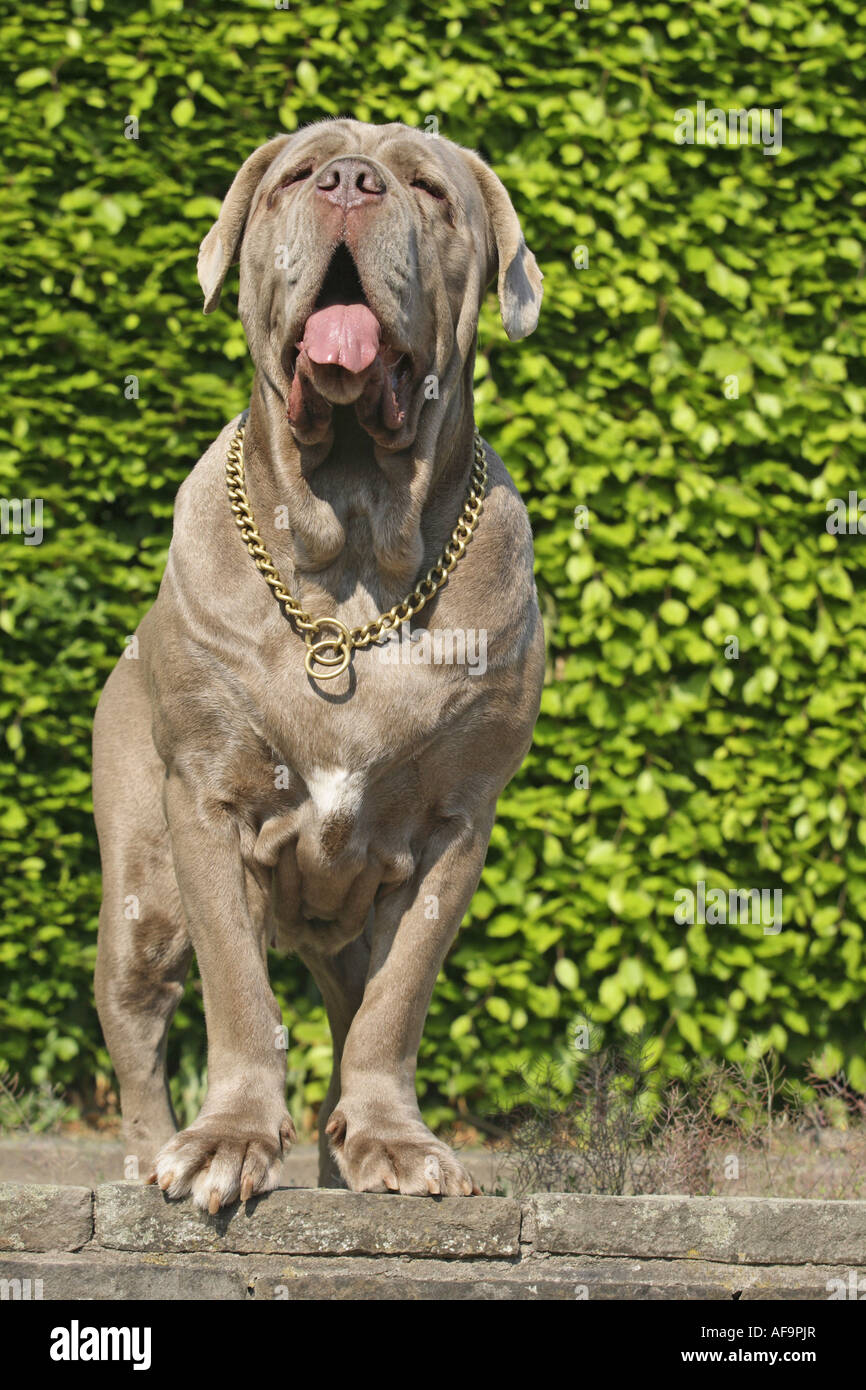 Mastino Gigante Del Maso Completamente Cresciuto