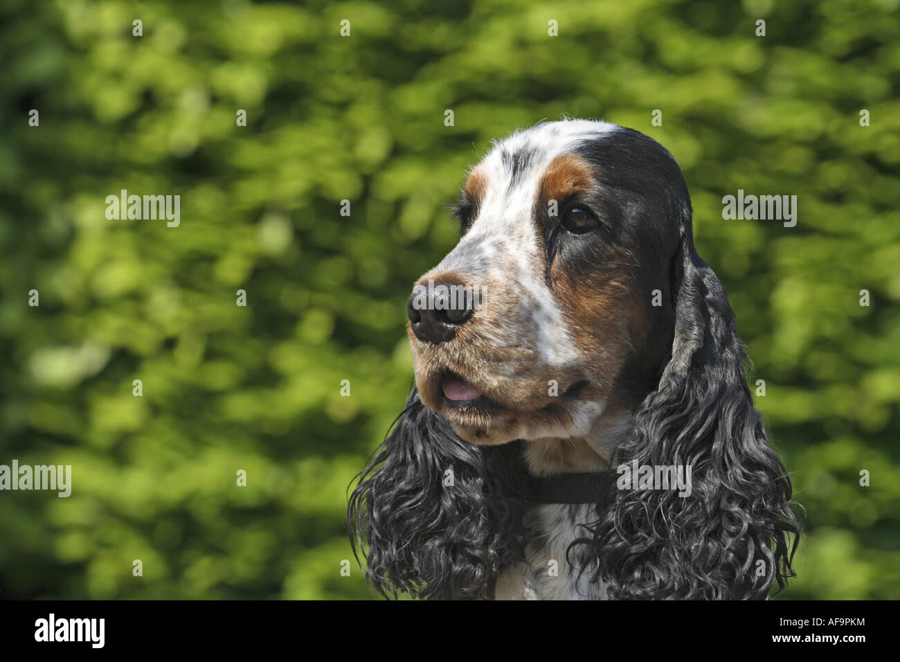 Spaniel faces hi-res stock photography and images - Alamy