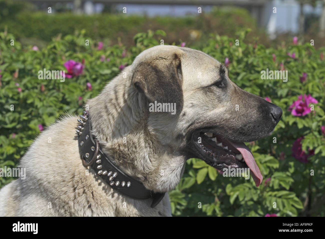 Kangal dog (Canis lupus f. familiaris), single animal Stock Photo - Alamy