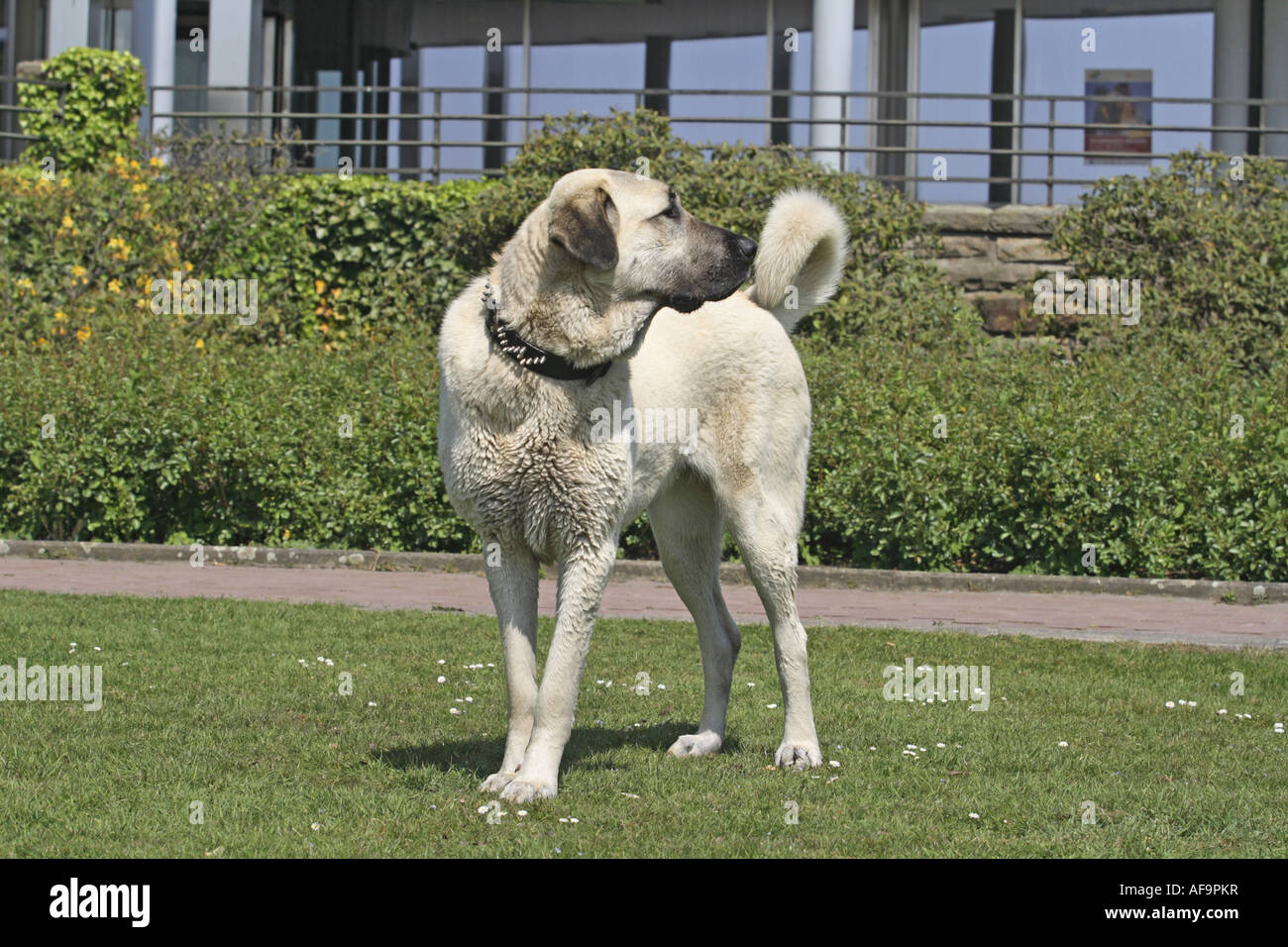 Kangal dog (Canis lupus f. familiaris), single animal Stock Photo - Alamy