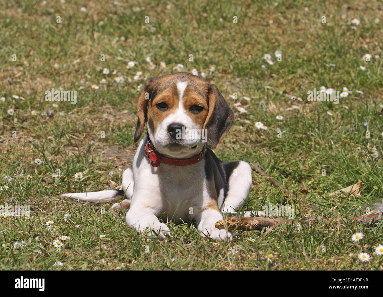 Beagle whelp hi-res stock photography and images - Alamy