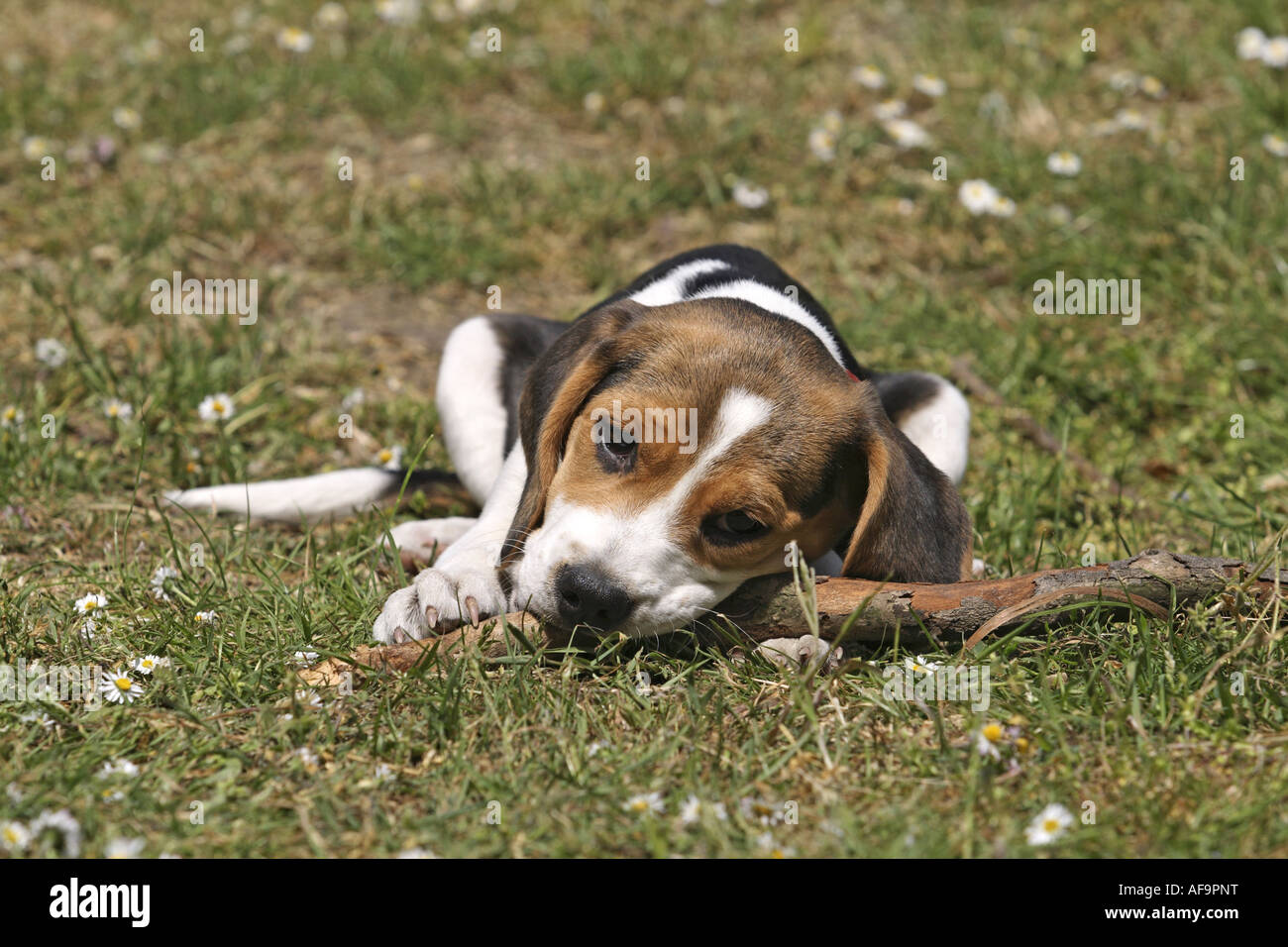 Beagle (Canis lupus f. familiaris), whelp chewing on a stick Stock ...
