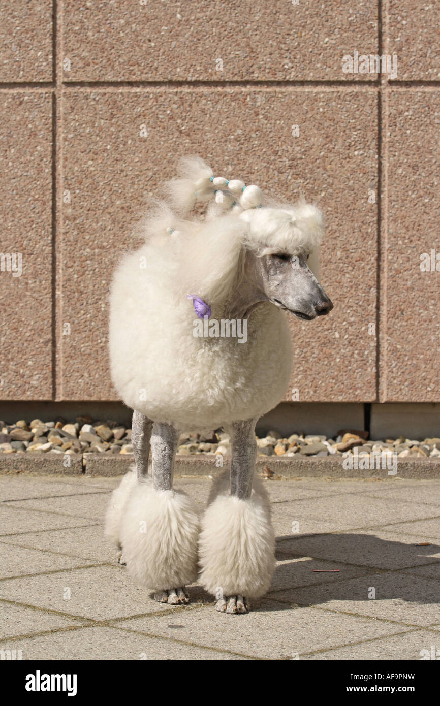 Giant poodle hi-res stock photography and images - Alamy