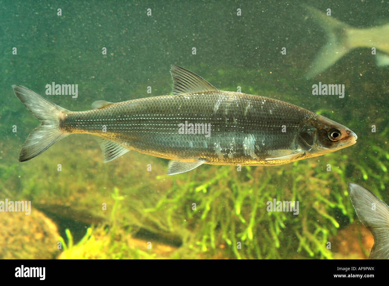 Swimming in turbis water hi-res stock photography and images - Alamy