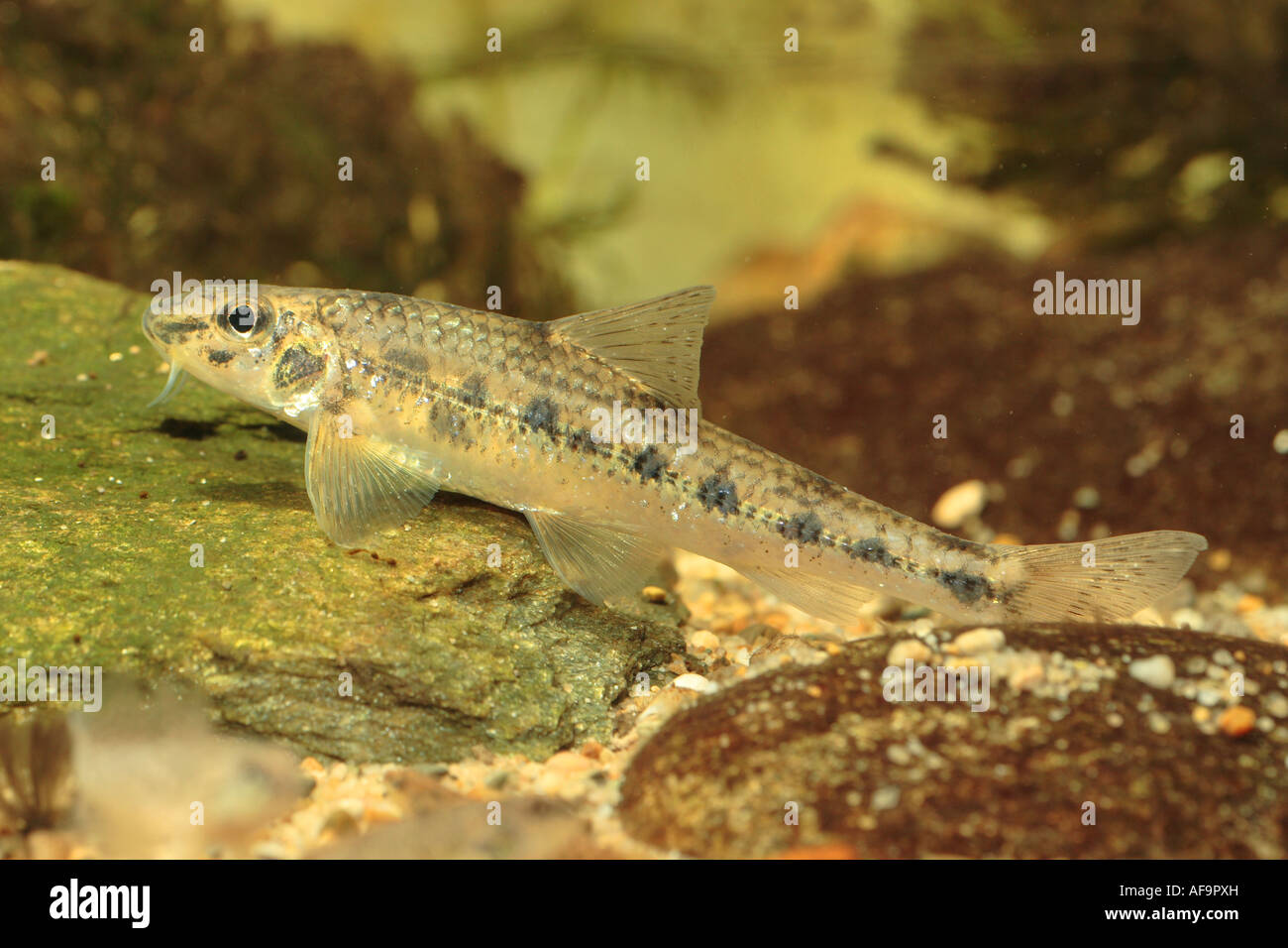 White-finned gudgeon (Romanogobio belingi), on graval resting, Germany ...