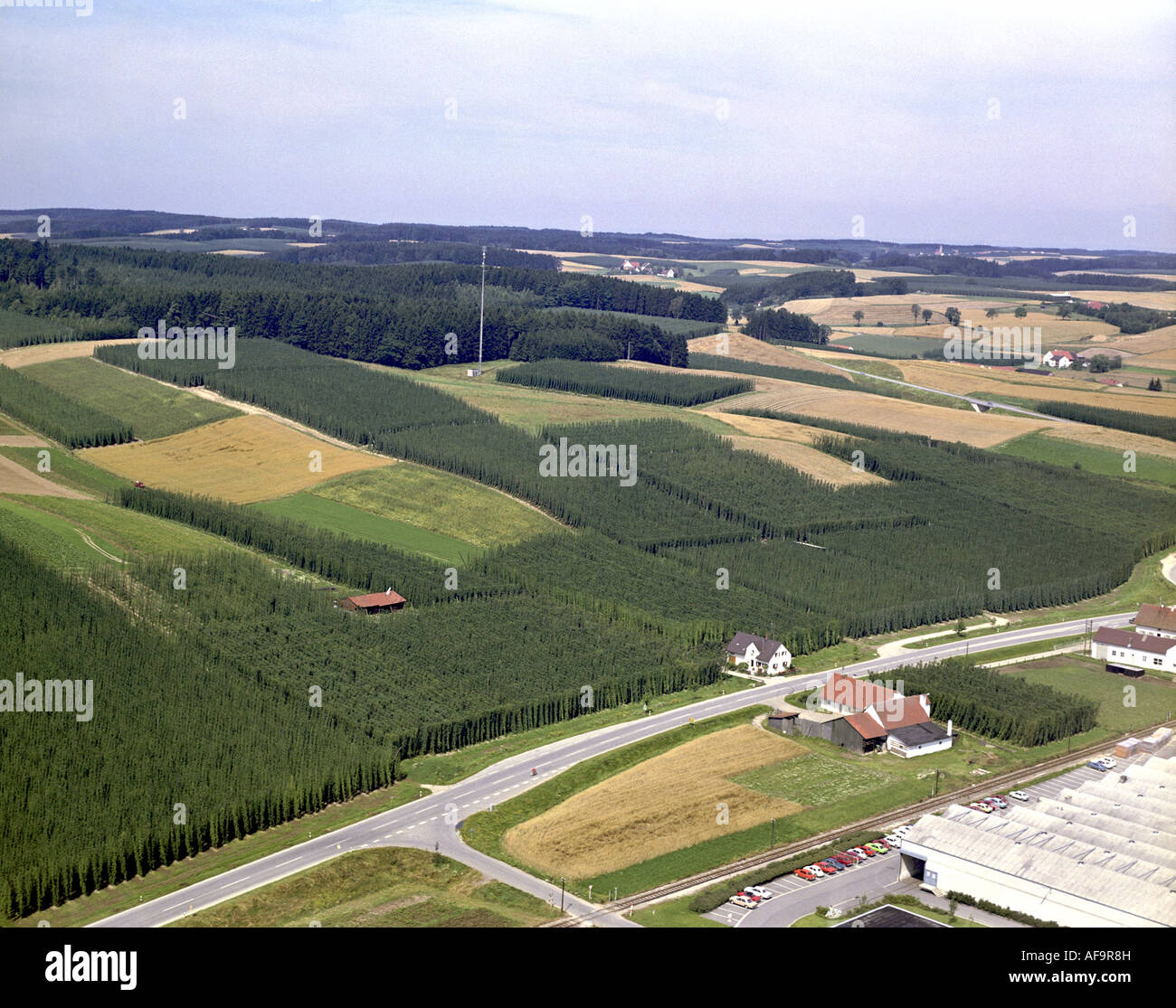 hop fields in south of Mainburg, Germany, Bavaria Stock Photo - Alamy
