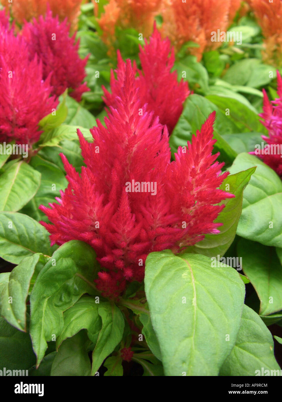 quail grass (Celosia argentea 'Kimono Cherry Red', Celosia argentea ...