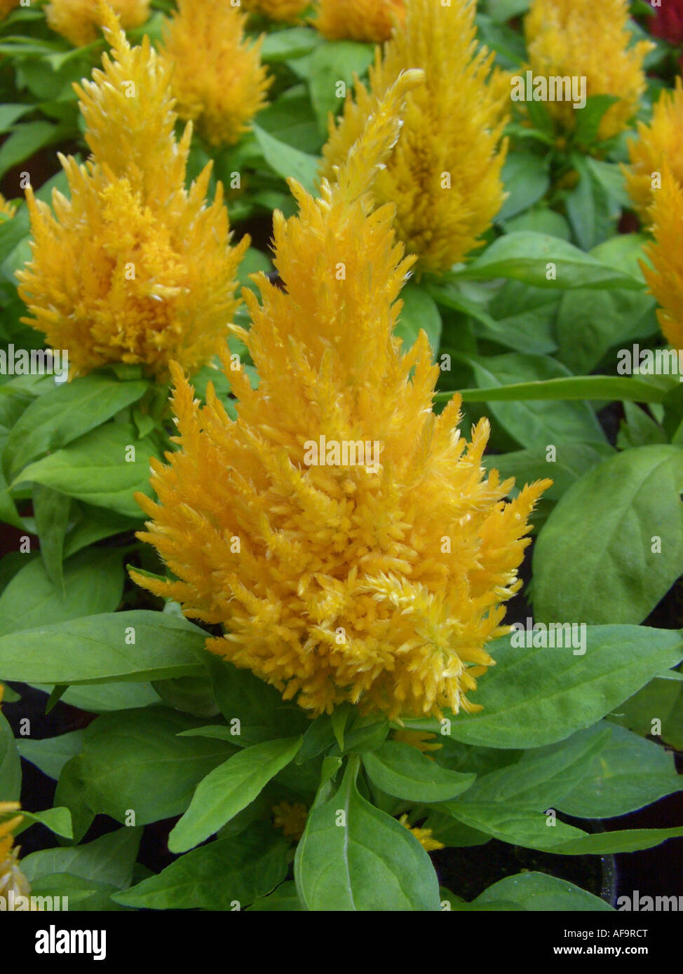 quail grass (Celosia argentea 'Kimono Yellow', Celosia argentea Kimono ...