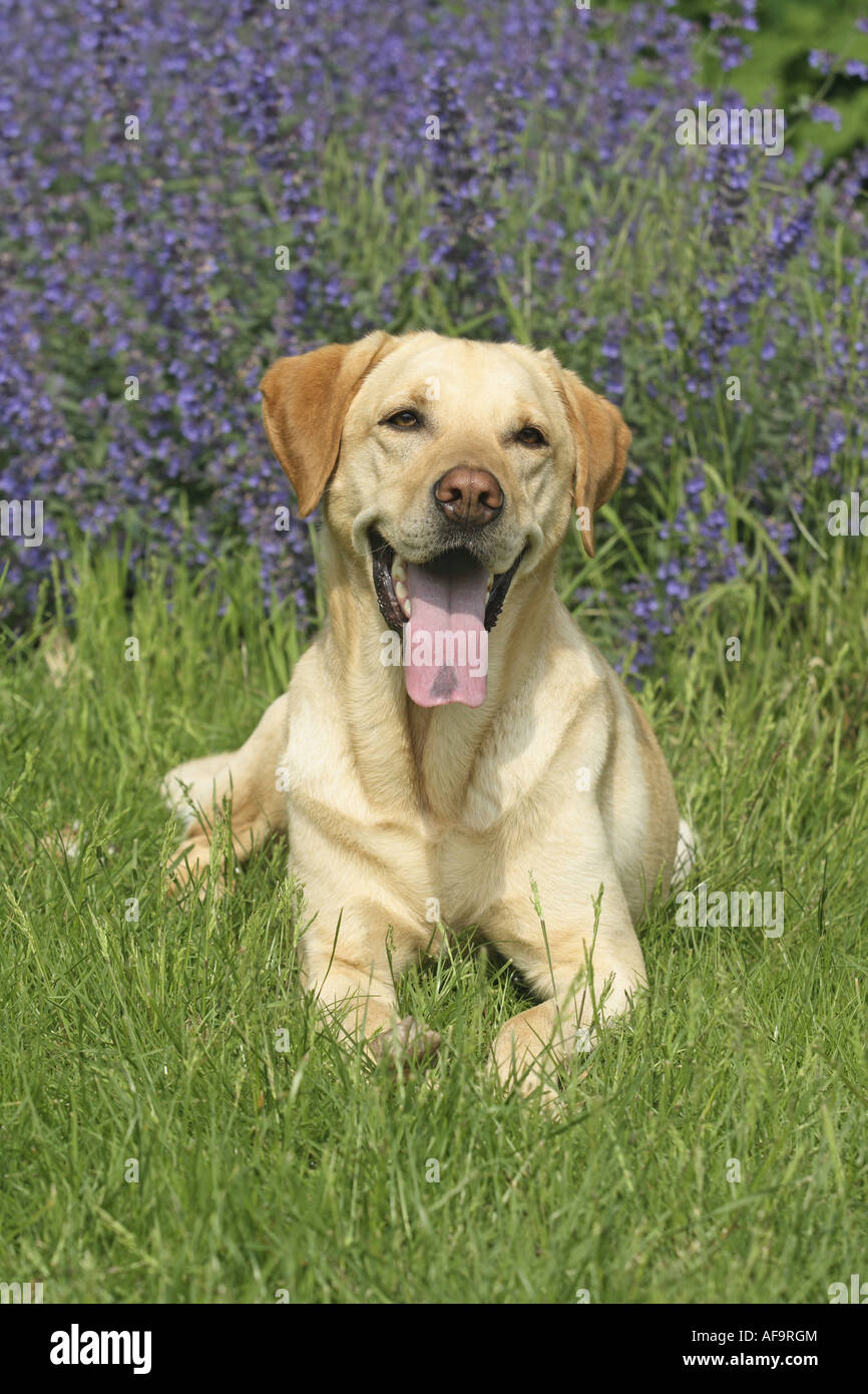 Labrador violet hi-res stock photography and images - Alamy