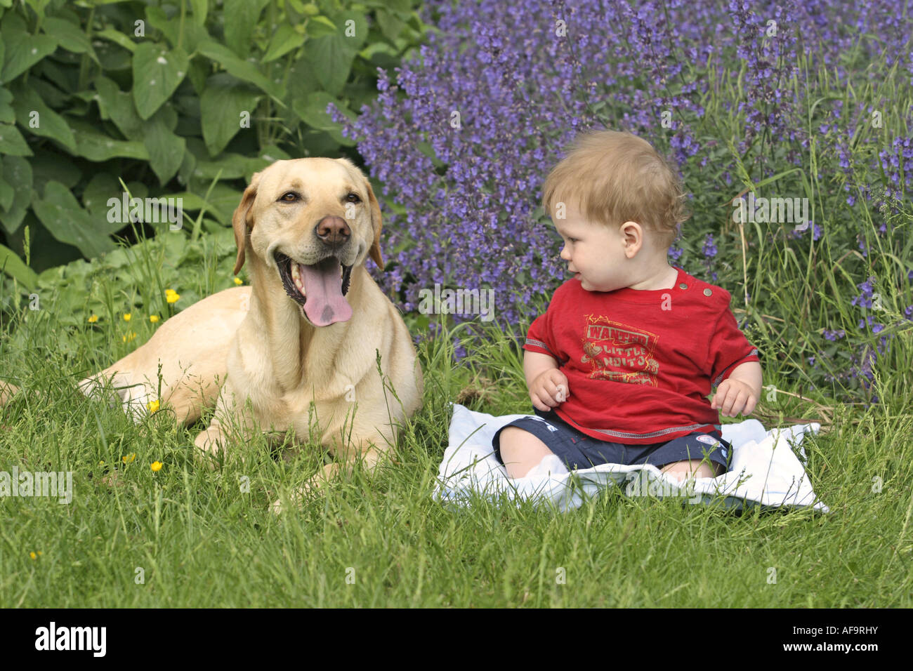 Labrador Retriever (Canis lupus f. familiaris), with one year old child ...