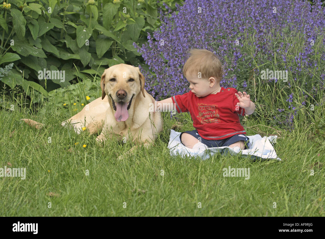 Labrador Retriever (Canis lupus f. familiaris), with one year old child ...