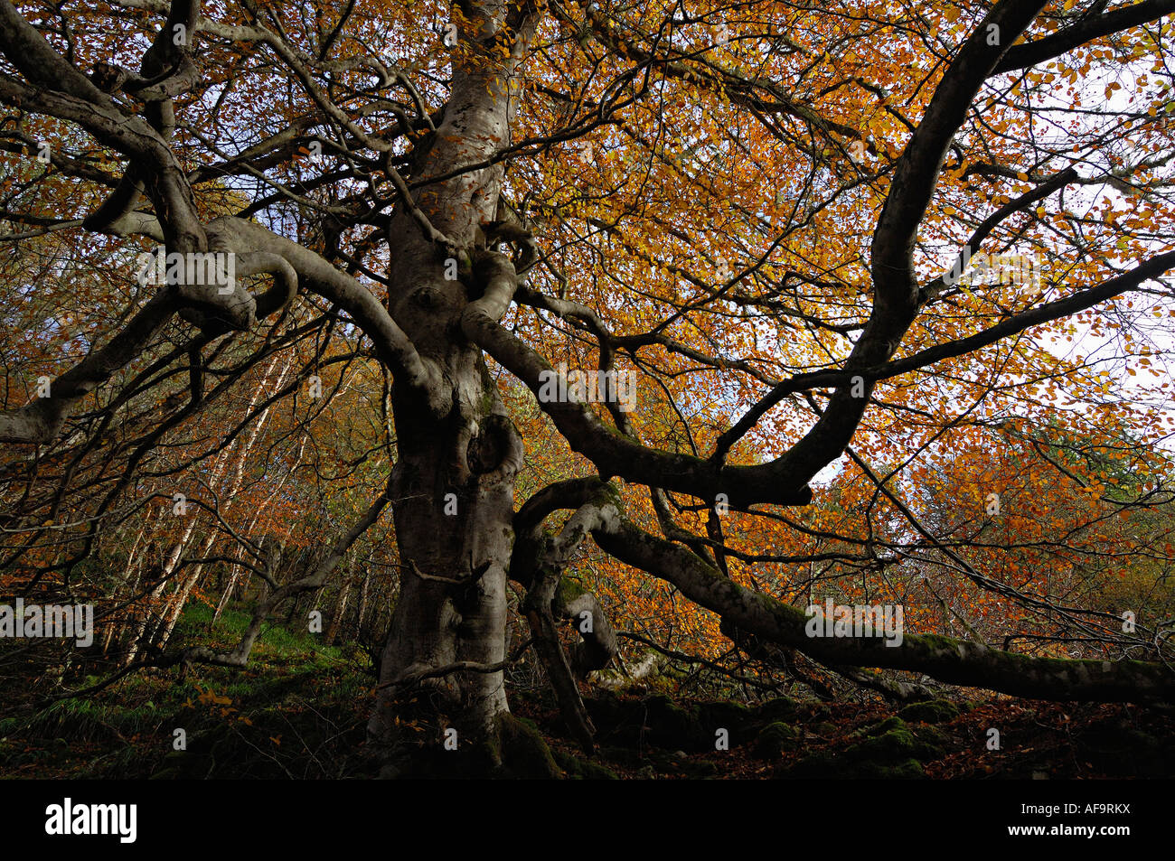 Ancient gnarled beech tree in glorious autumn colour Stock Photo - Alamy