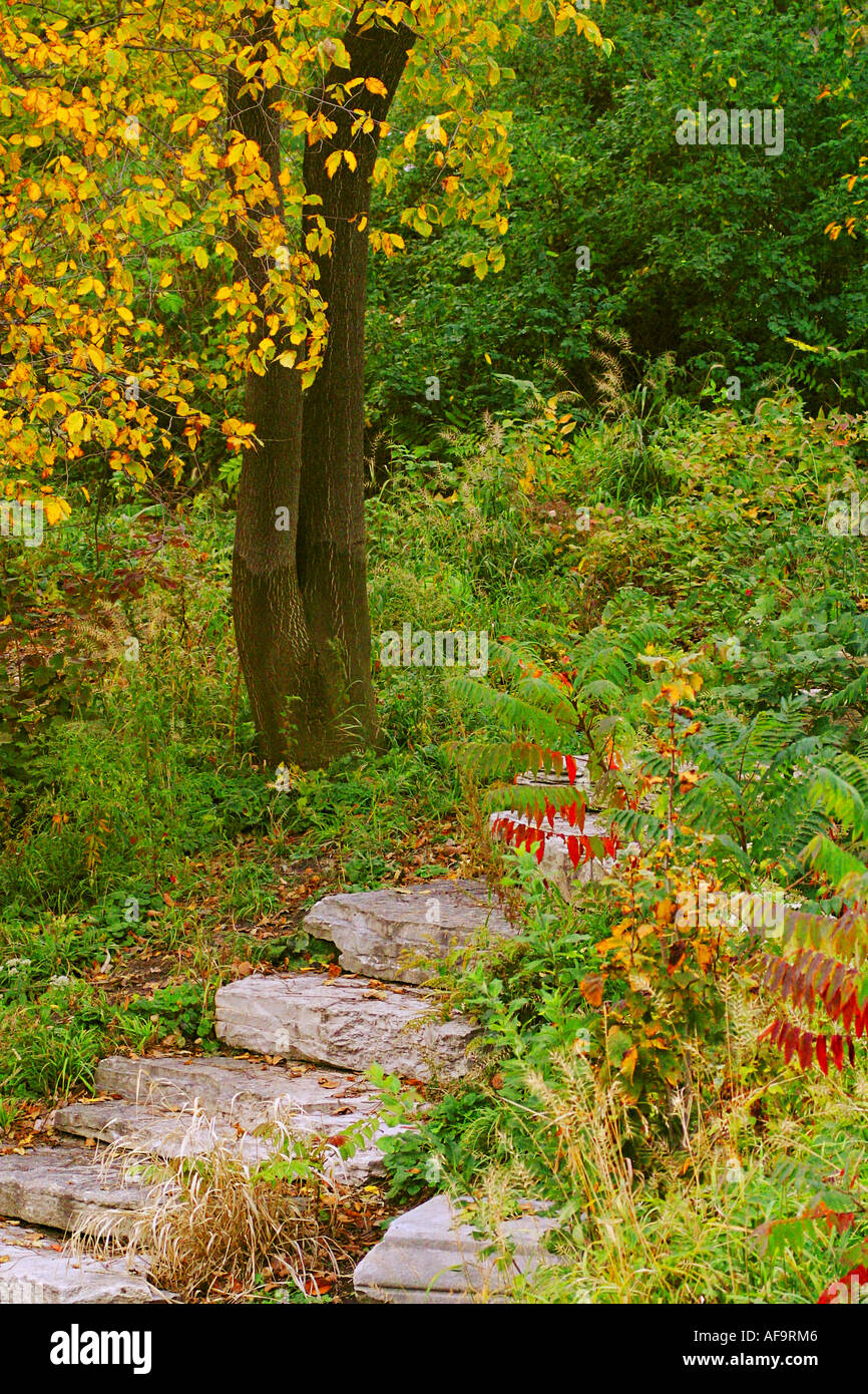 Brightly colored autumn foliage surrounds a stone stairway climbing ...