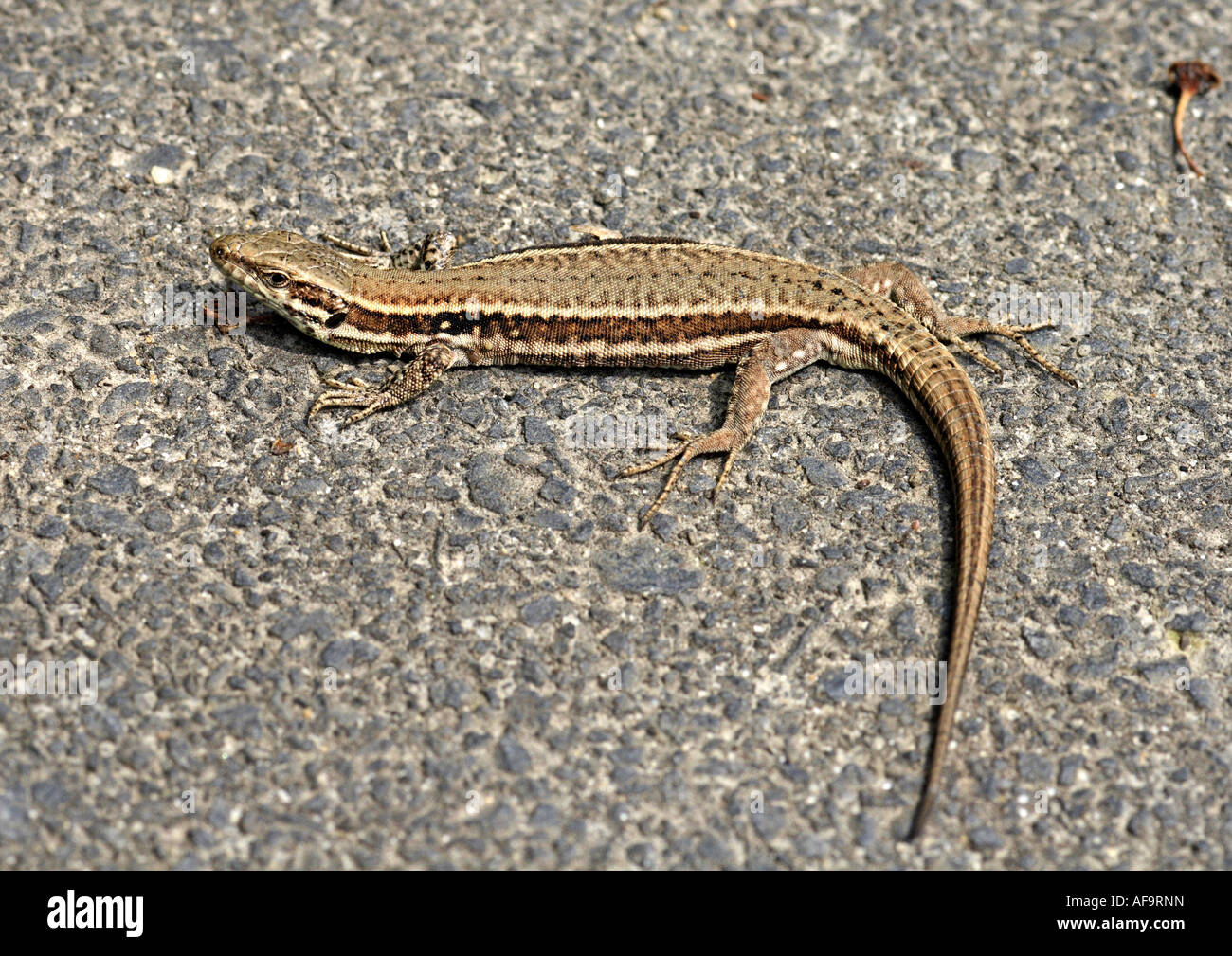 common wall lizard (Podarcis muralis, Lacerta muralis), sitting on a ...