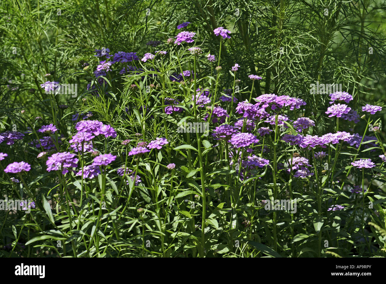 globe candytuft, umbellate candytuft, common candy-tuft (Iberis ...