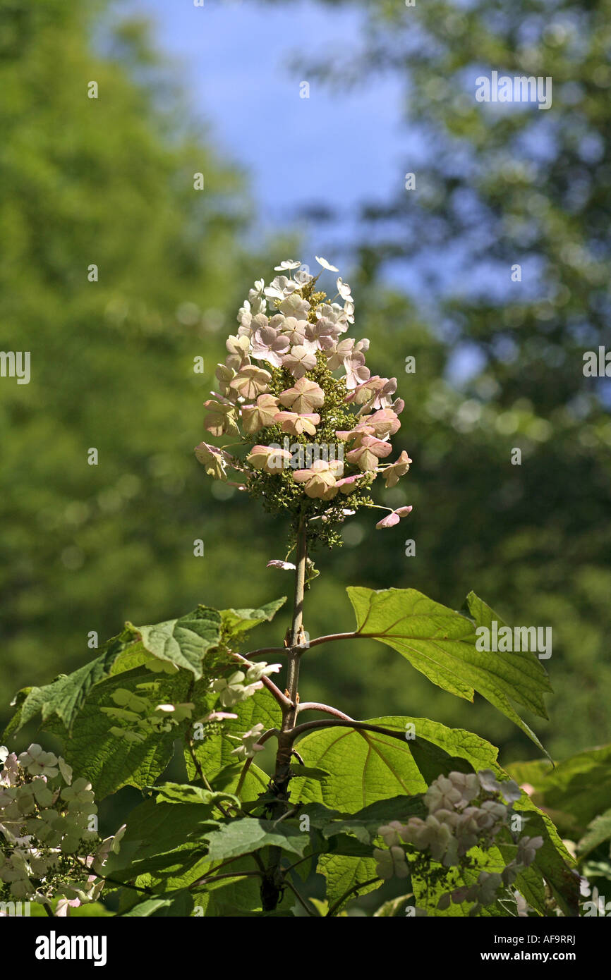 Oak-leaved hydrangea (Hydrangea quercifolia), blooming Stock Photo - Alamy
