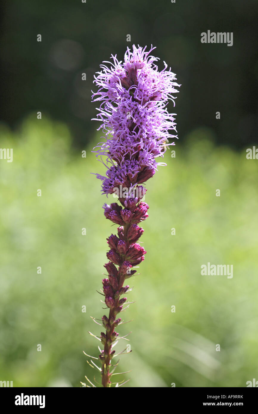 Button Snakeroot, Dense Blazing Star, Blazing Star (Liatris spicata ...